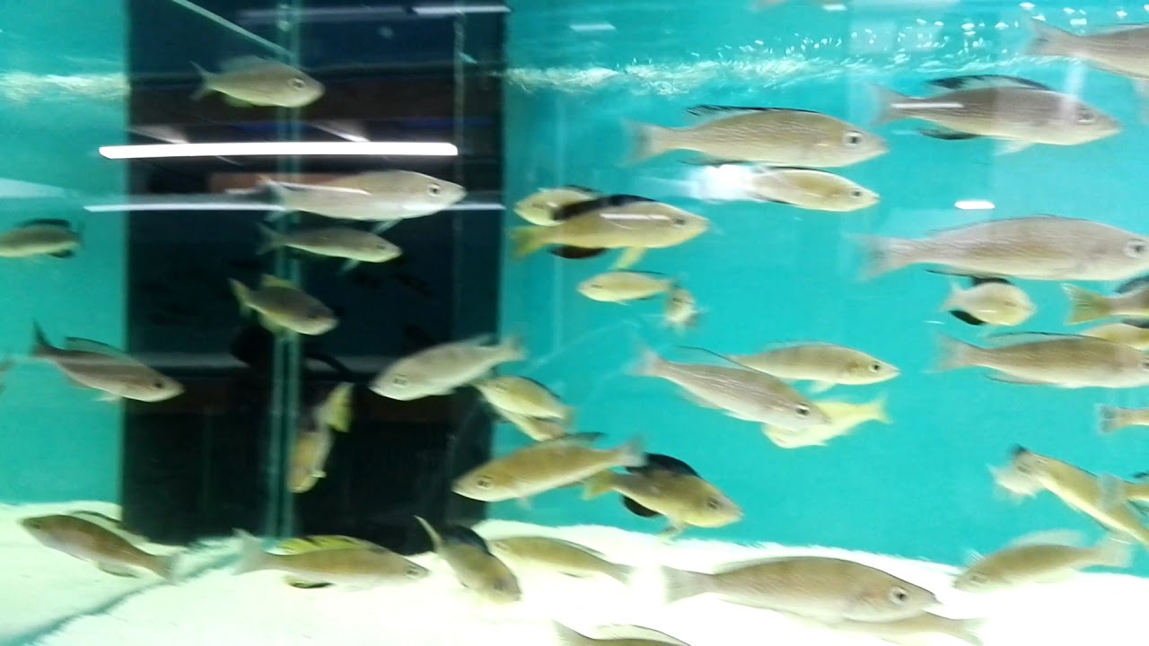 Cyprichromis Microlepidotus Karilani - YouTube