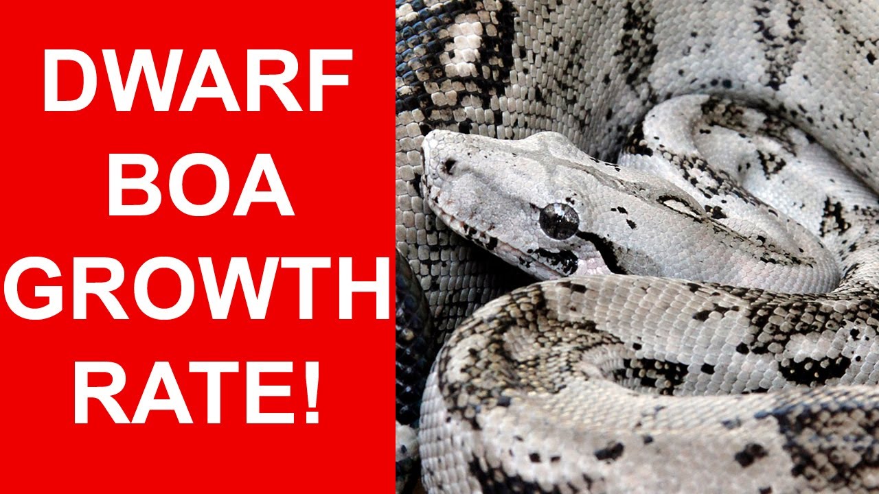 Dwarf Boa Growth Comparison: How Big are they from 1 to 7 Years Old ...