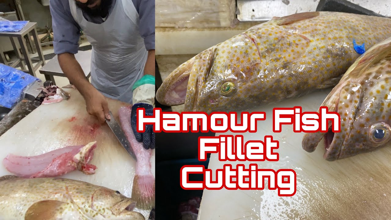Hamour Fish Fillet cutting | hamour fillet | hamour cutting | how to ...