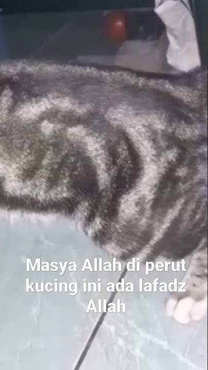 Masya Allah tubuh kucing ini mempunyai lafadz Allah, - YouTube