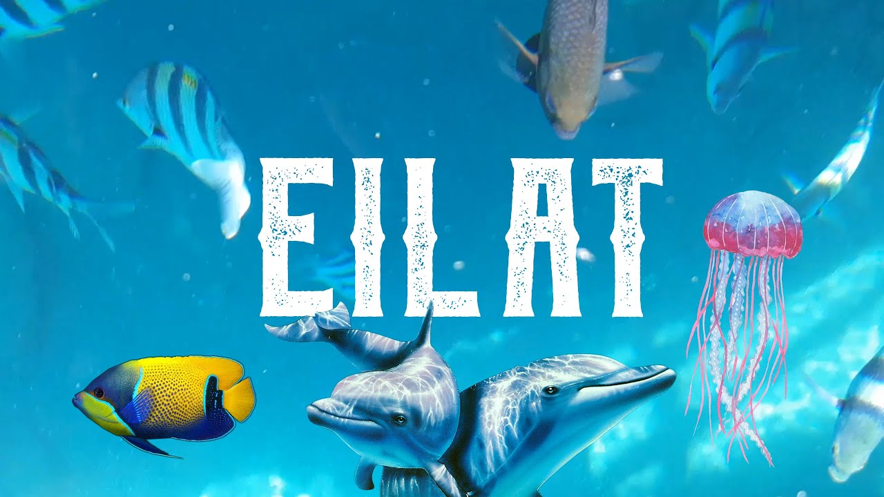 EILAT and THE RED SEA UNDERWATER LIFE 🇮🇱 ISRAEL - YouTube