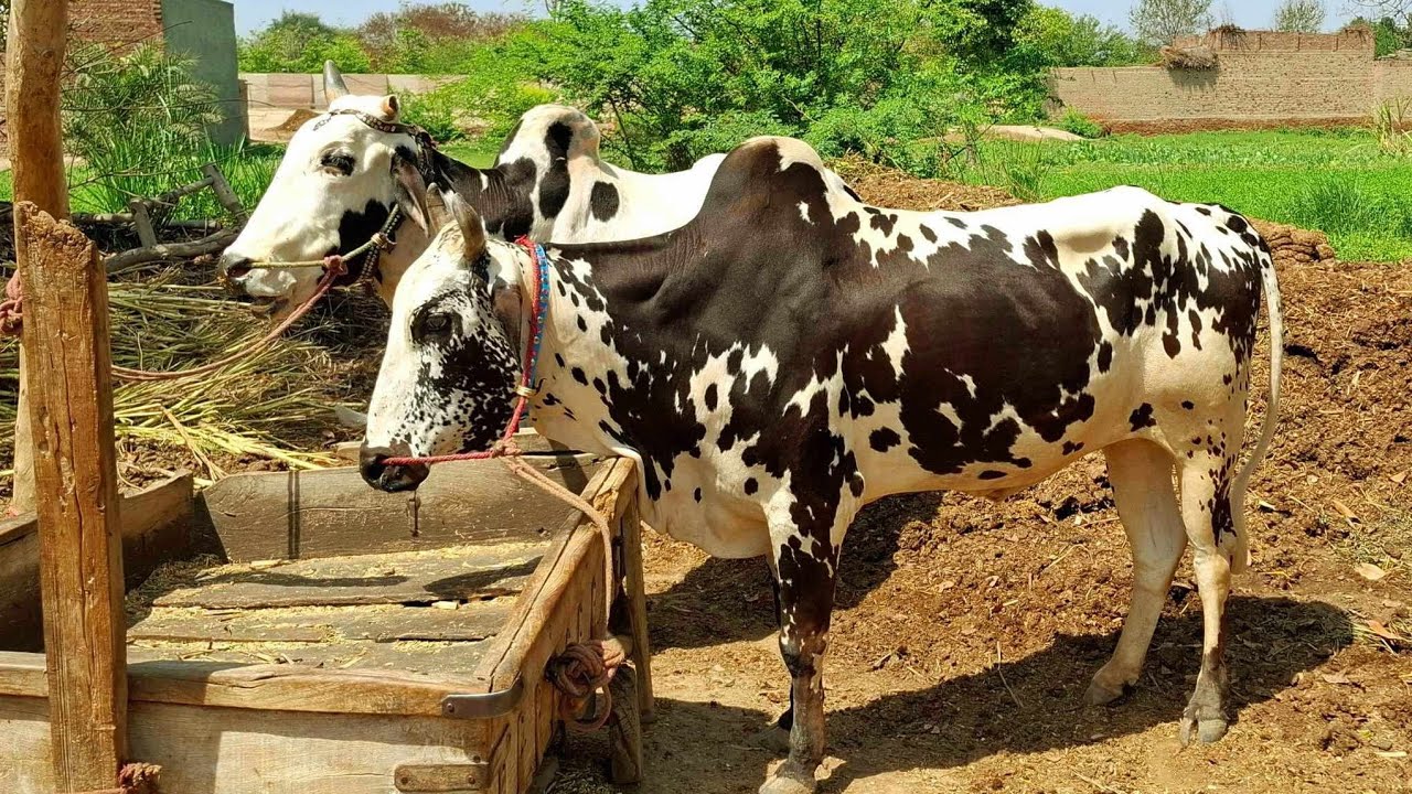 Bull powered circle race | Bull race in village | Unseen village life ...
