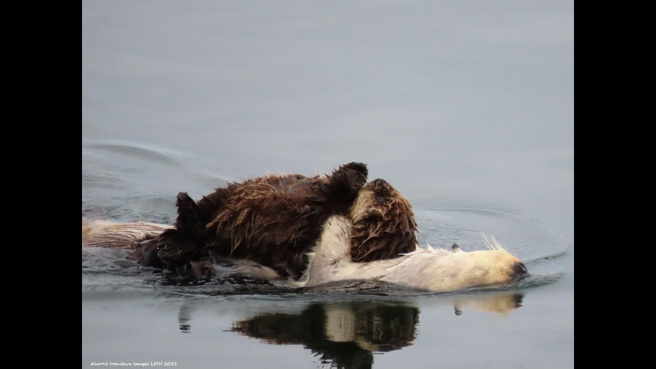 Baby sea otter floats in the kelp, mom comes and grabs it up - Monterey ...