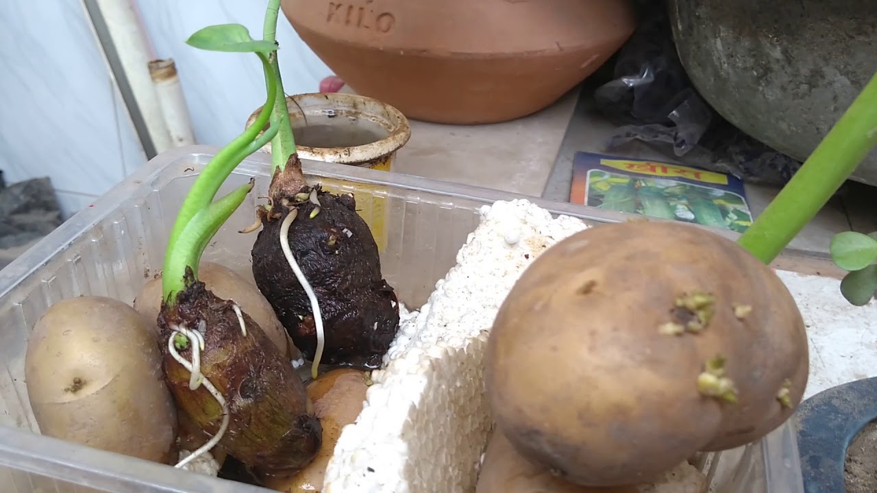 NatureCareShop - how to re-grow vegetables and fruits plants from ...