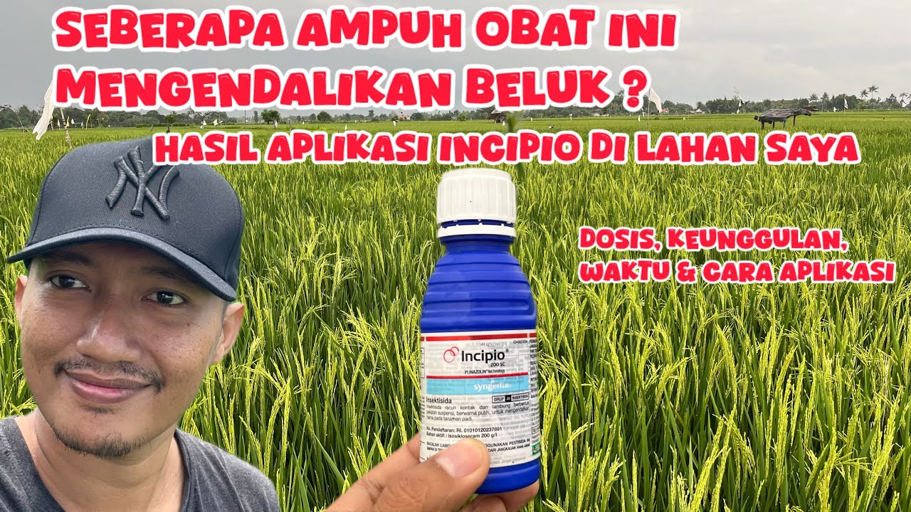 Review Racun Incipio Untuk Perawatan Padi saya Dalam Mengatasi Hama ...