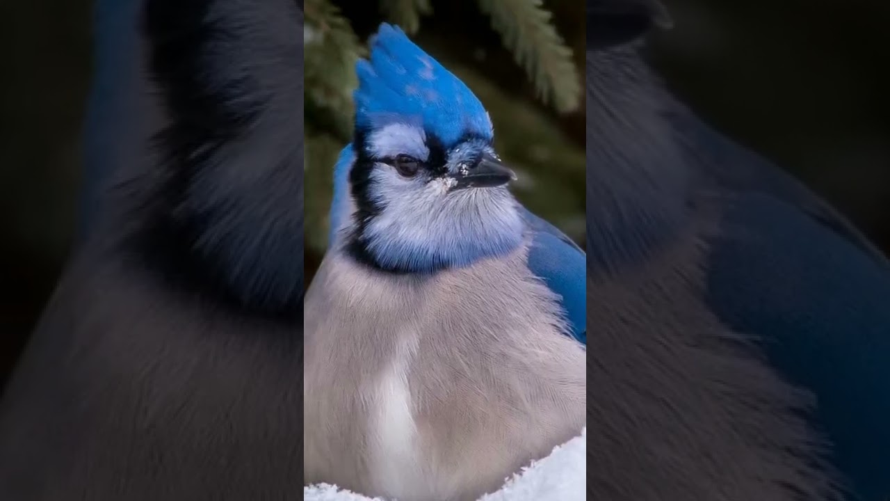 Blue Jay - YouTube