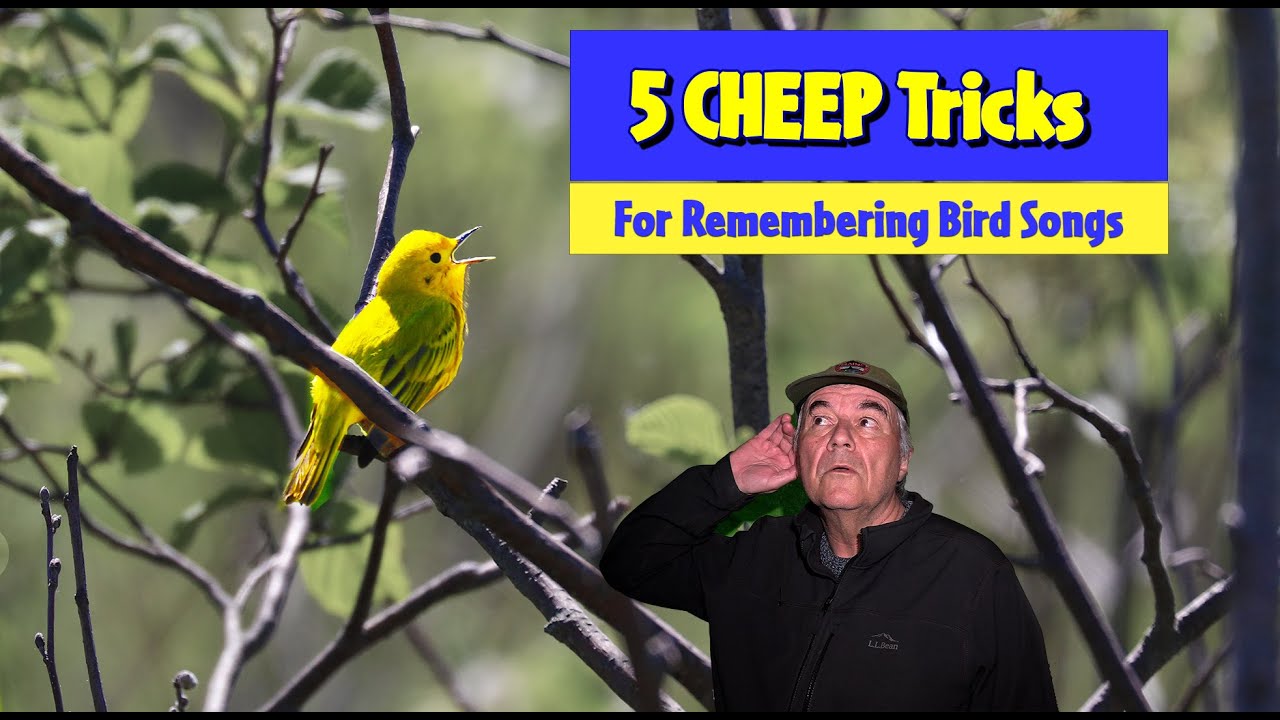 5 CHEEP TRICKS for Identifying the Bird Songs You Hear - YouTube