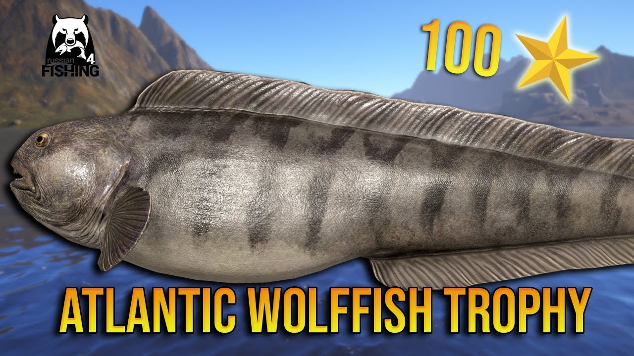 Atlantic Wolffish Trophy at Norwegian Sea - Russian Fishing 4 - YouTube