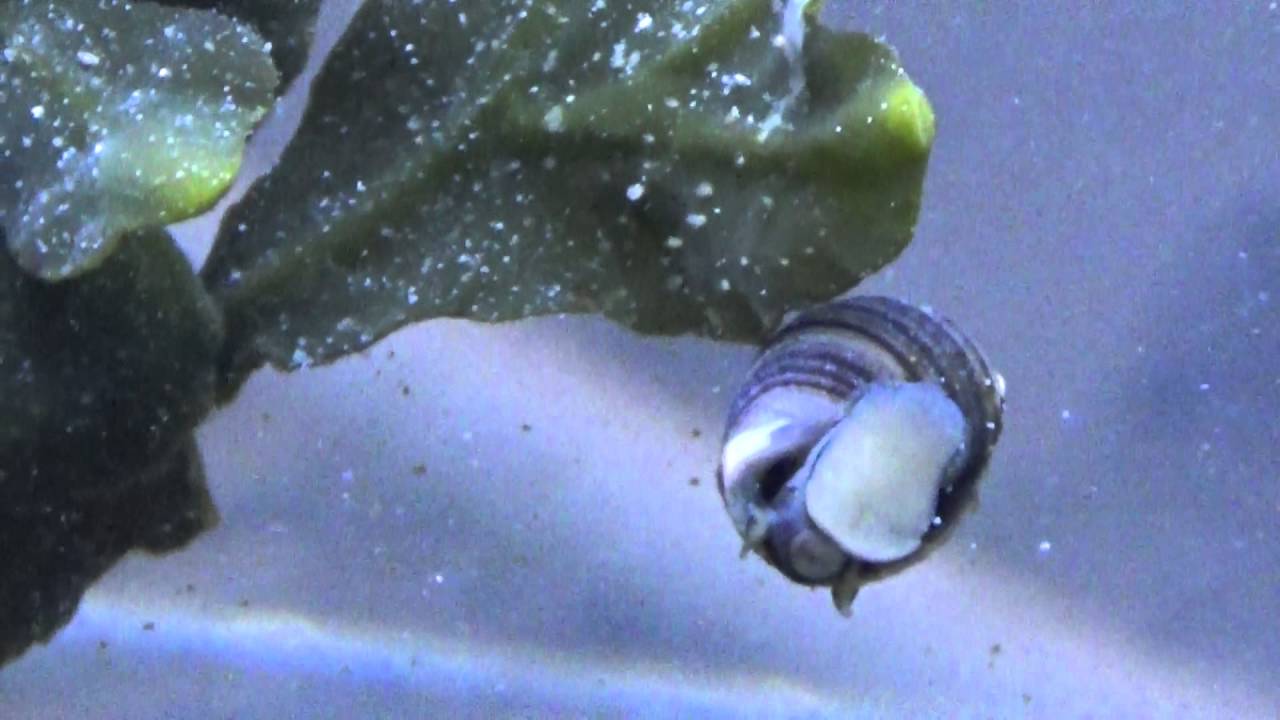 Turbo Snail? - YouTube