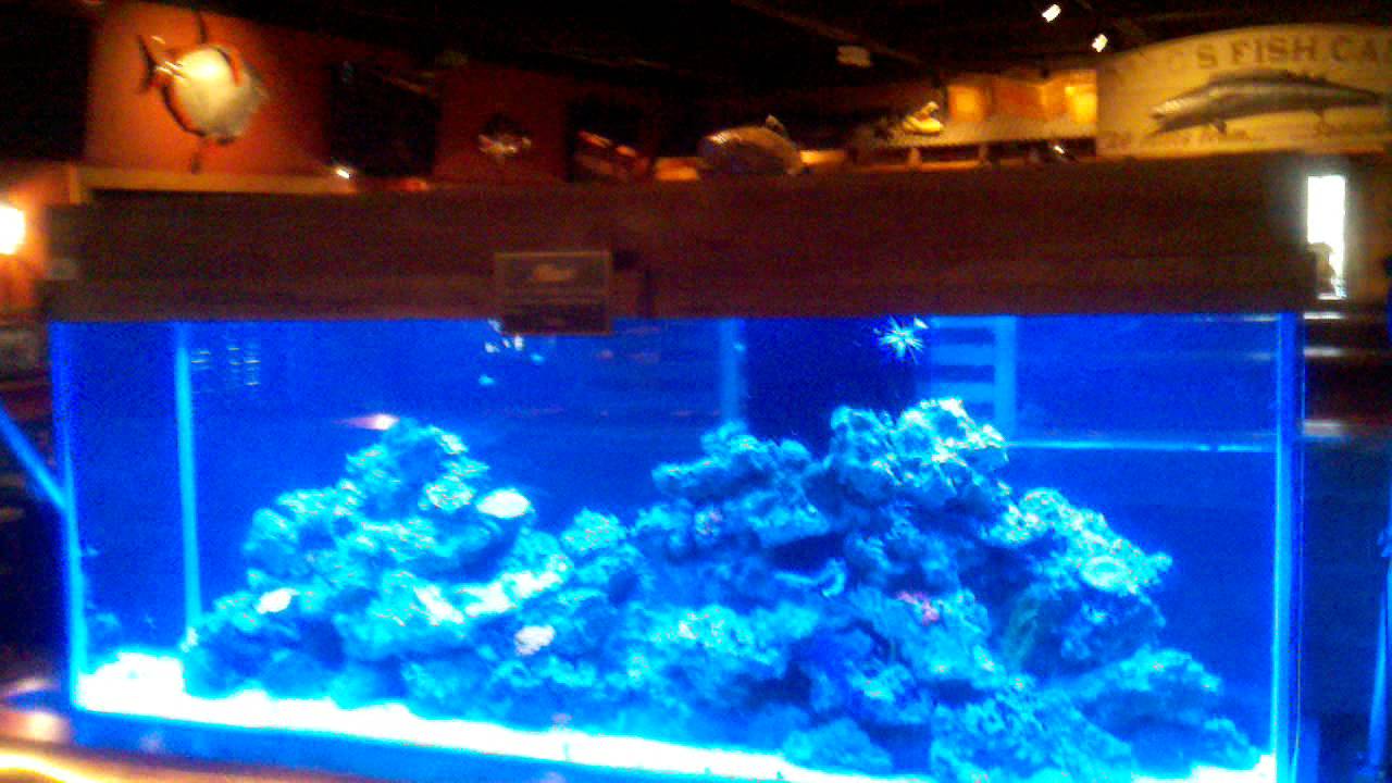 New 350 gal Coral and Fish aquarium. - YouTube