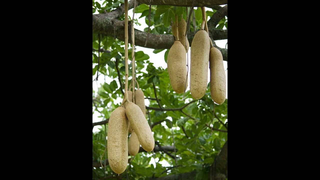 DAMBAL ET SES BIENFAITS ( ALLAHOU AKBAR) - YouTube