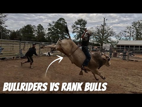 XX Bulls Practice Pen - Bucking rank bulls for practice - YouTube