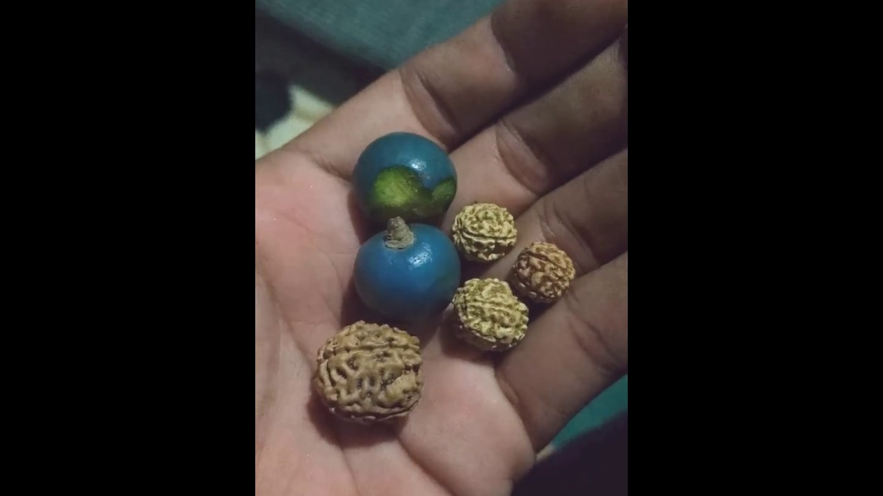 Buah jenitri blitar - YouTube