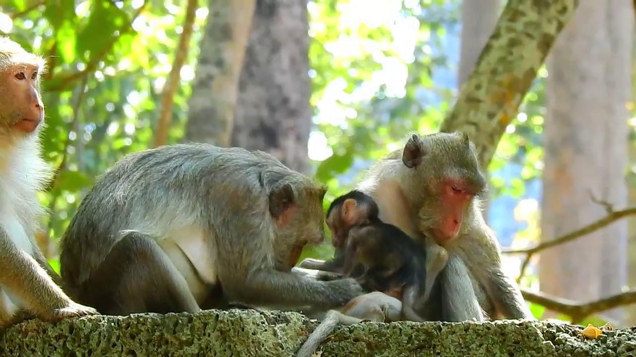Monkey Jane with baby Janna very active, Baby Jayden, Baby Dax, and New ...