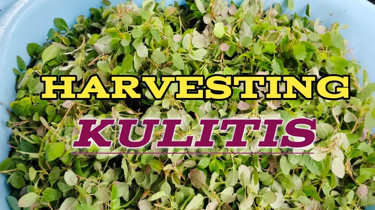 HARVESTING KULITIS ( Amaranth/ Spinach ) - YouTube