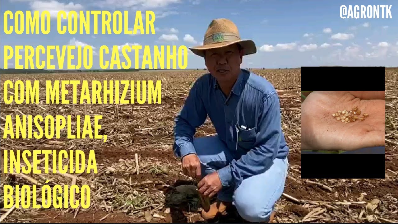 COMO CONTROLAR PERCEVEJO CASTANHO COM METARHIZIUM ANISOPLIAE ...