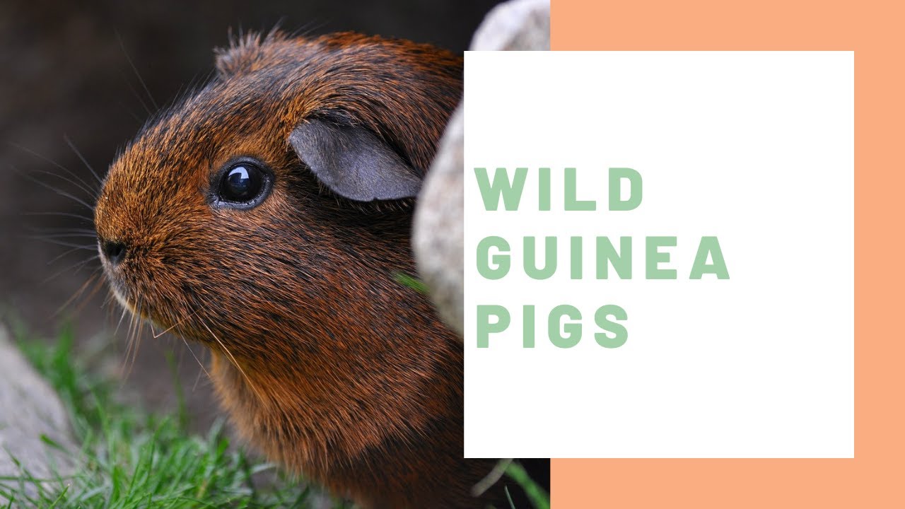 Wild Guinea Pigs: Where They Are and How They Differ from Pets - Guinea ...