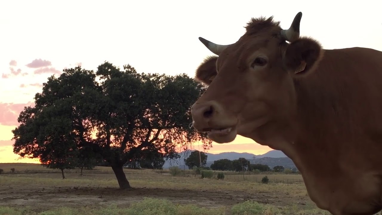 Una vaca feliz - YouTube