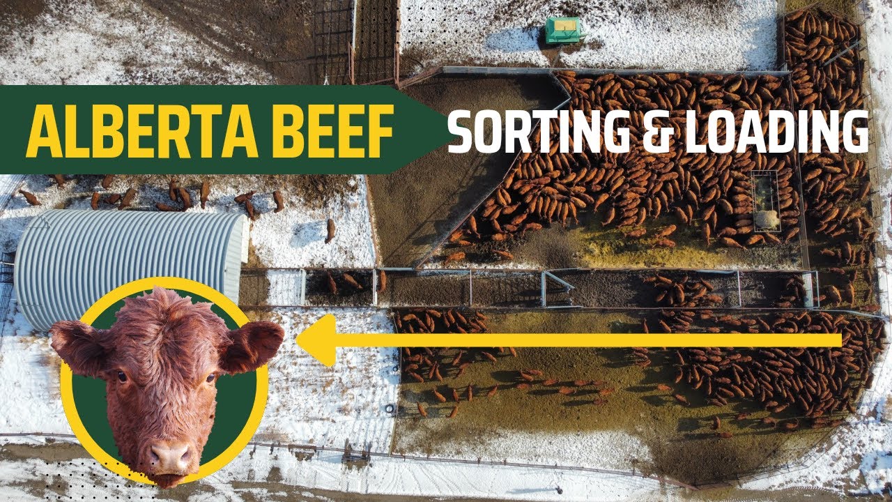 Cattle Sorting and Loading Process - Riverview Ranch - YouTube