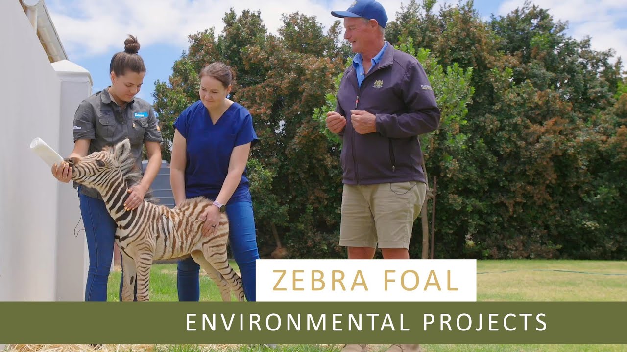 Zebra Foal | Environmental Projects - YouTube