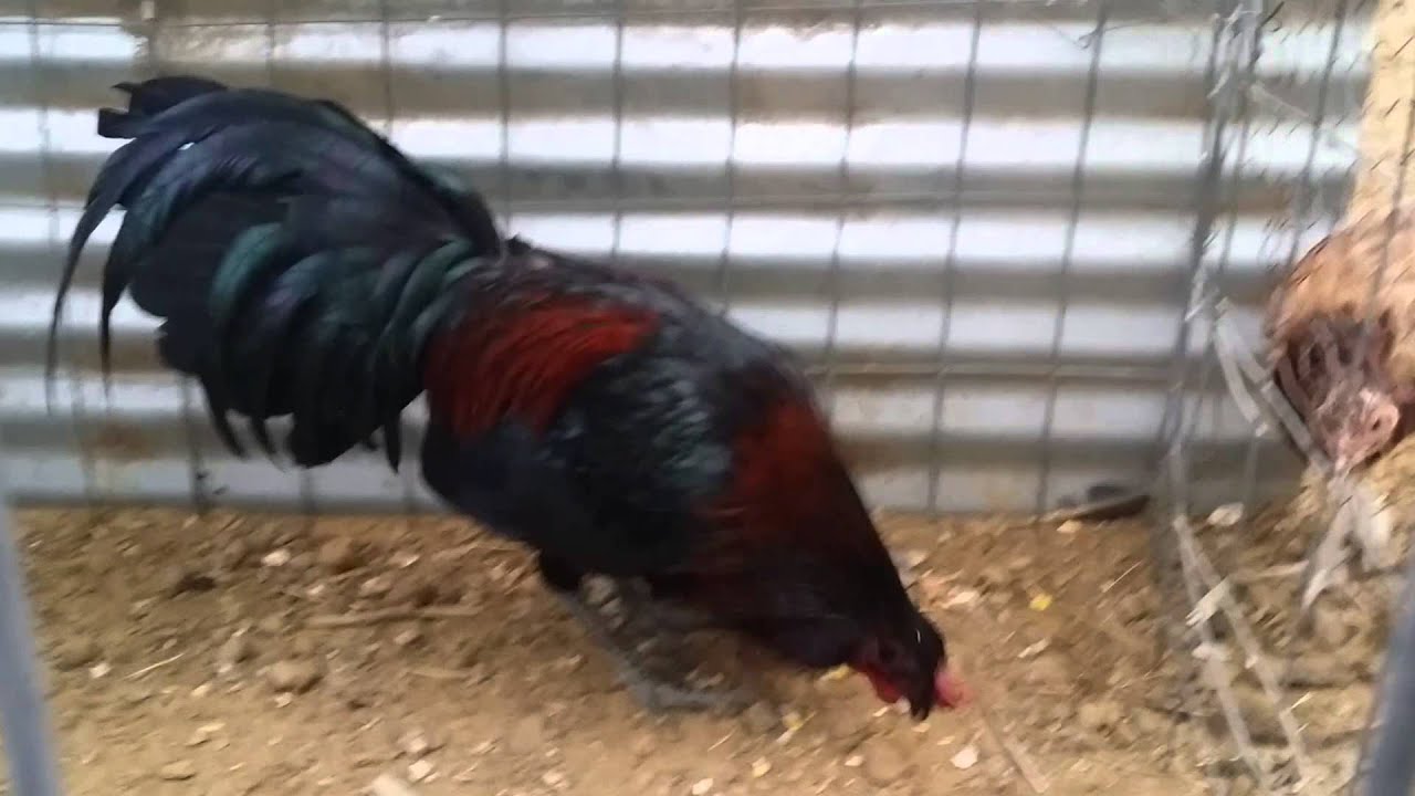 Sid Taylor - YouTube