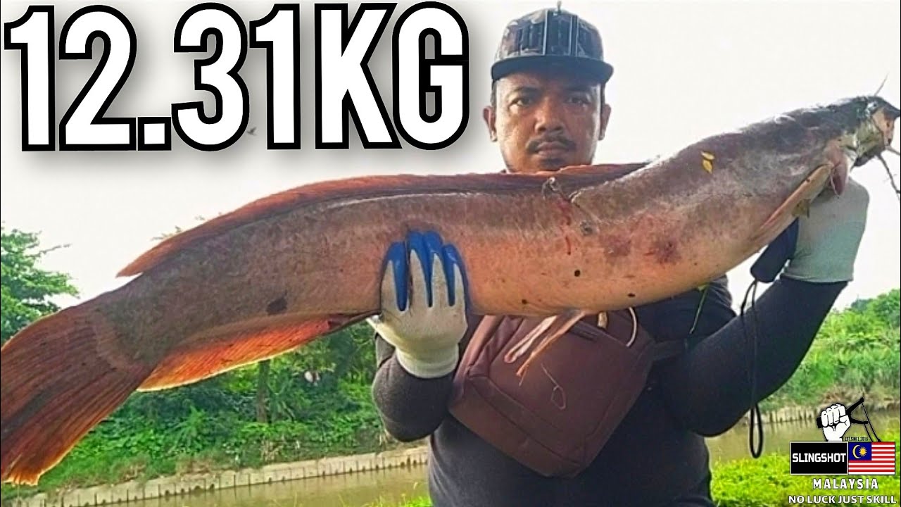 Slingshot fishing strike big cat fish | Ketapel ikan lele monster 12 ...