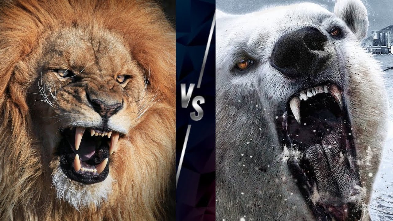 LION VS POLAR BEAR- who wins this battle?| who is stronger?? - YouTube