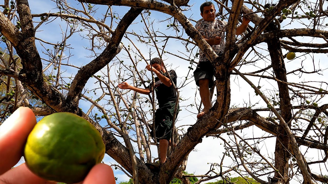 JOCOTES DE AZUCARON! PREPARANDO LAS LATAS PARA EL PAN DE TORTA - YouTube