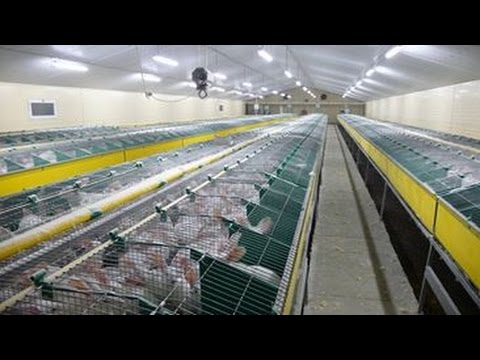 Design new rabbit cage, design new rabbit hole - YouTube