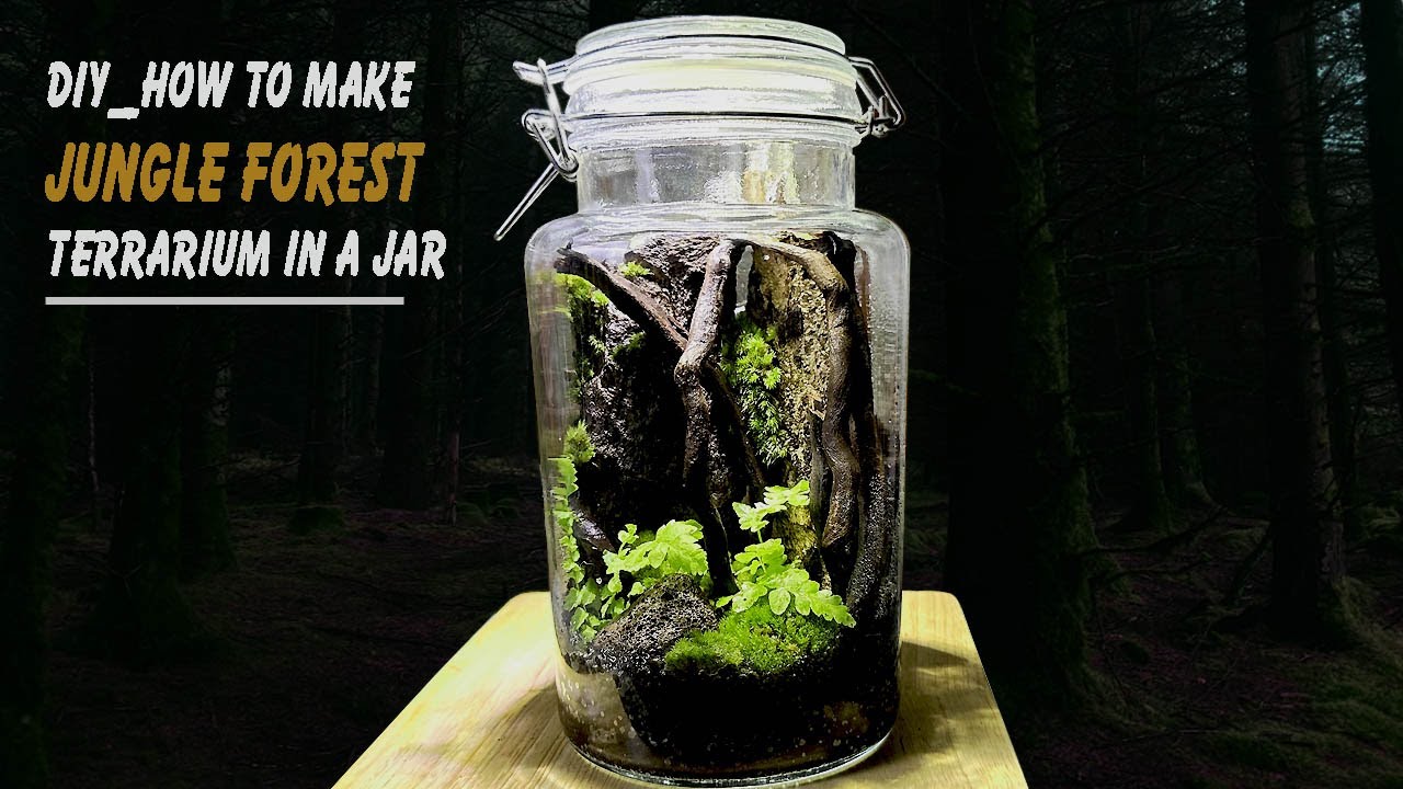 Making a jungle forest terrarium - YouTube