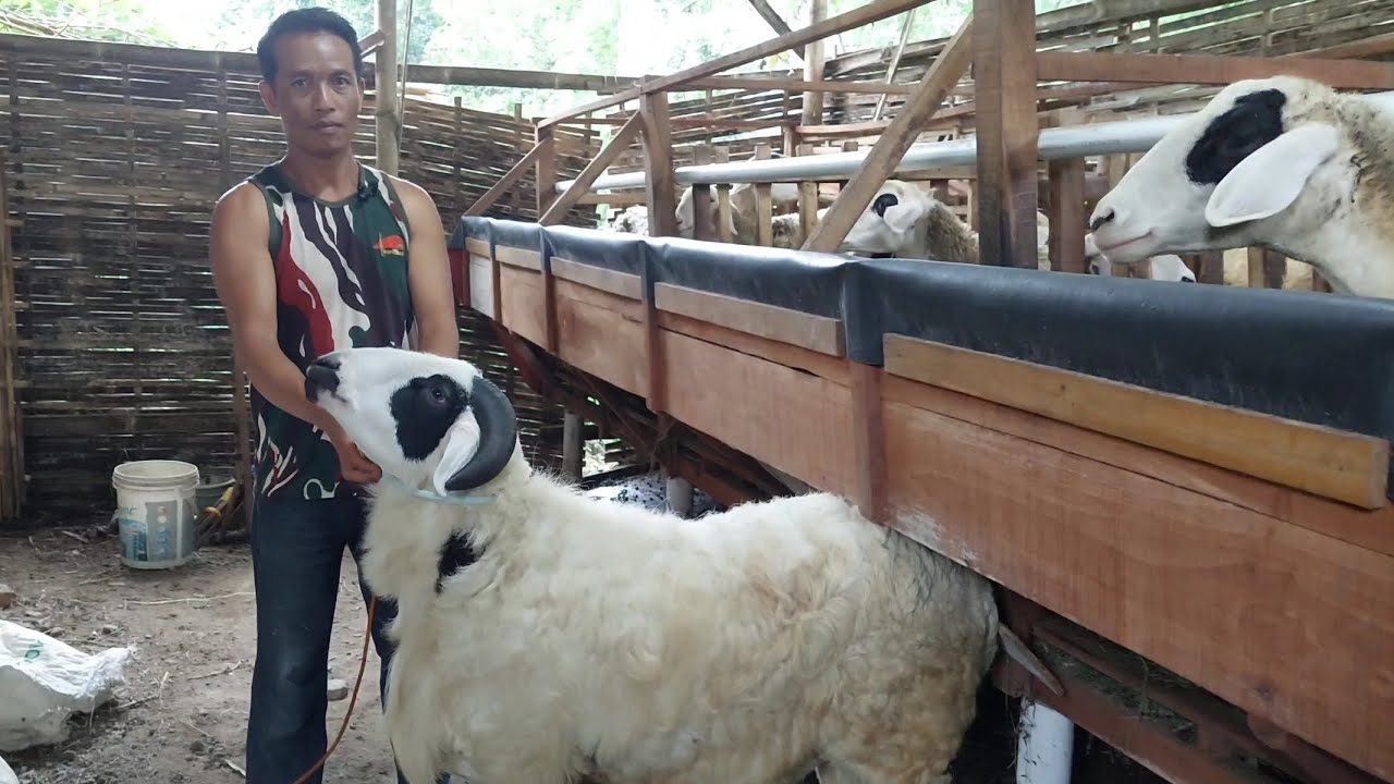 PENURUNAN DOMBA LOKAL KONTES JUARA PANDAWA FARM TEMANGGUNG - YouTube
