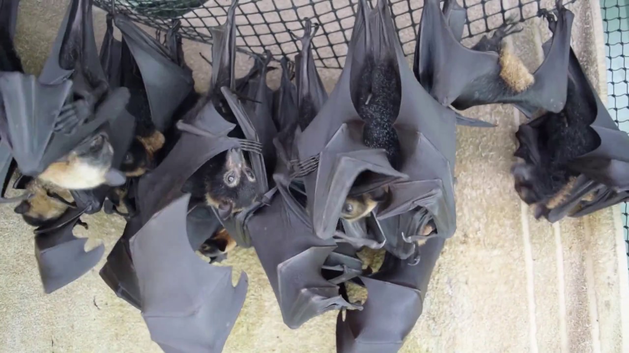 Flight maintenance: Flying foxes grooming - YouTube