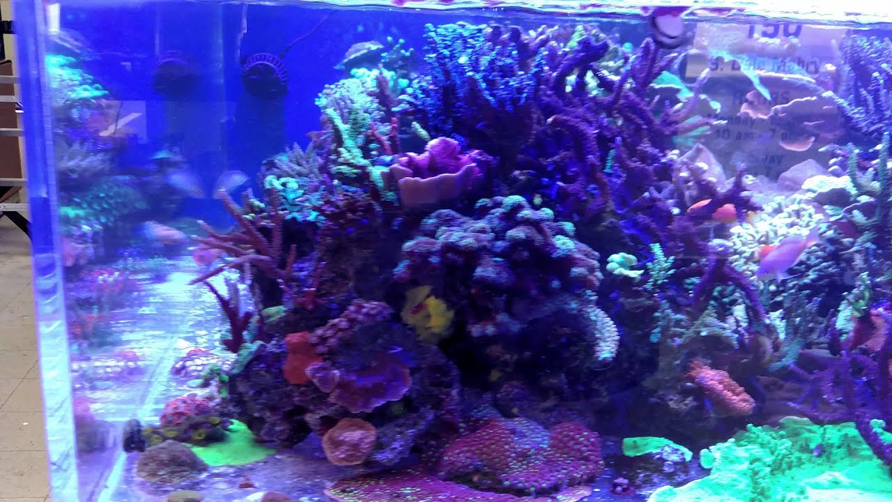 Creative aquariums display tank - YouTube