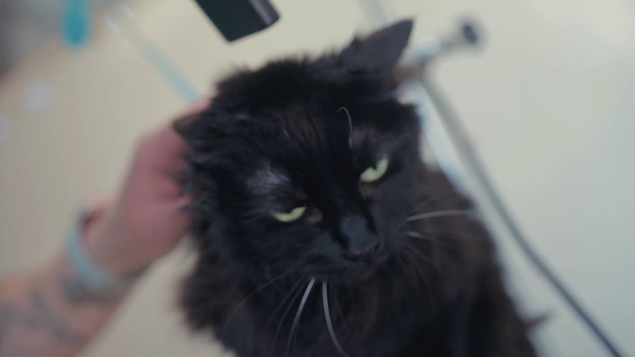 Pawgo LA Mobile Cat Grooming - YouTube