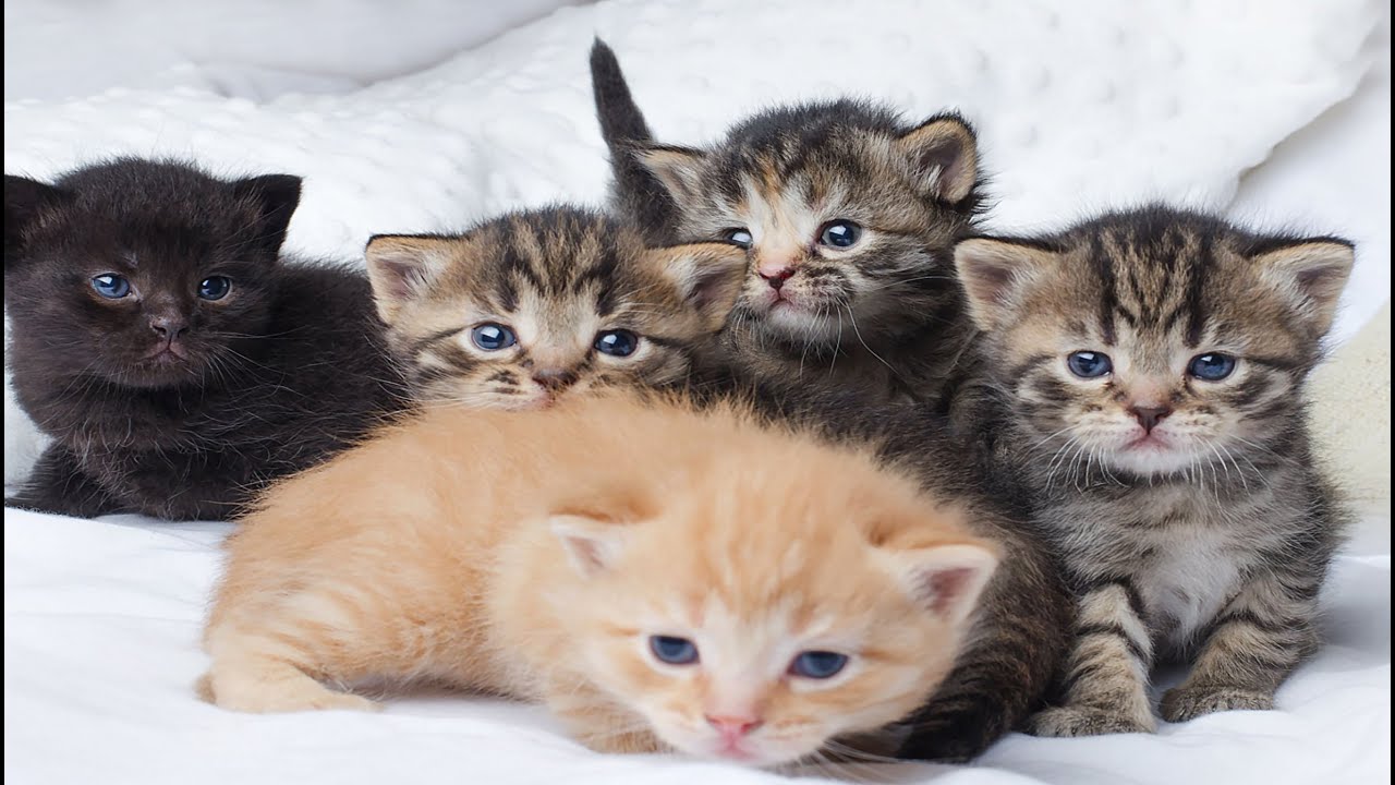 Sweet Kittens & Baby Animals – Joyful Meadow Moments with Piglets ...