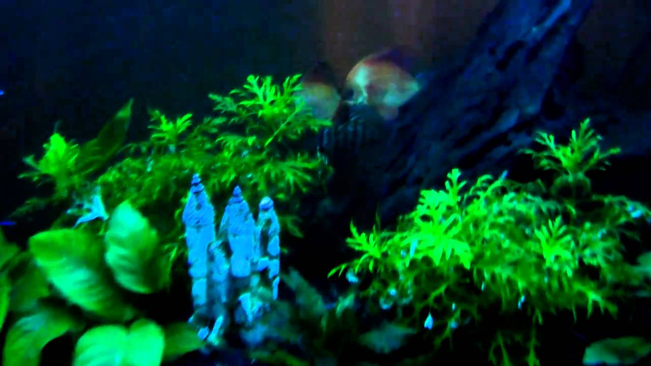 Cobys 60 gallon jebo planted discus tank - YouTube