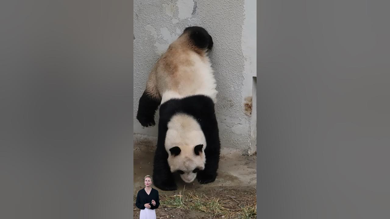 Why Pandas Pee Upside Down Explained - YouTube