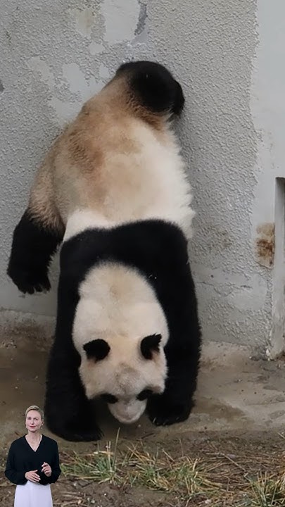 Why Pandas Pee Upside Down Explained - YouTube