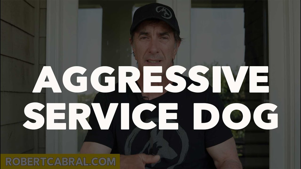 My Service Dog is Being Aggressive - Dog Training Advice - YouTube