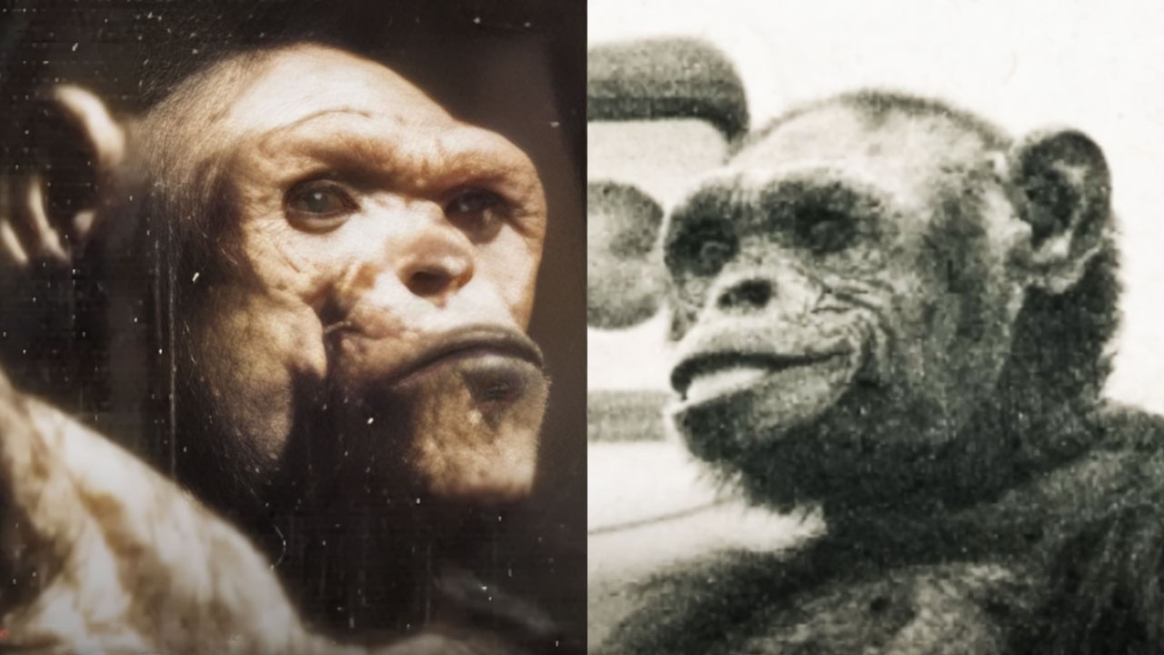 Man or Ape? The Genetic Mystery of Oliver Finally SOLVED! - YouTube