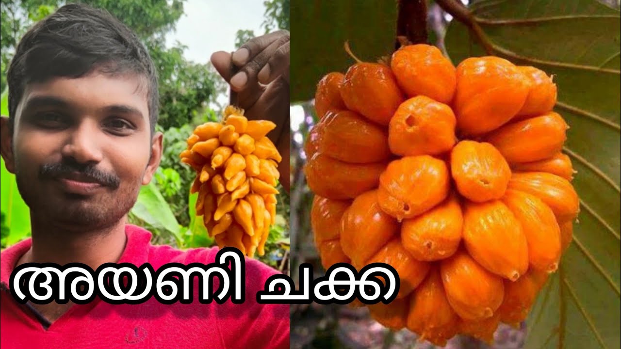 അയണി ചക്ക, ആഞ്ഞിലി ചക്ക വേണ്ടവർ ഇവിടെ വായോ | Variety Jackfruit | Ayani ...