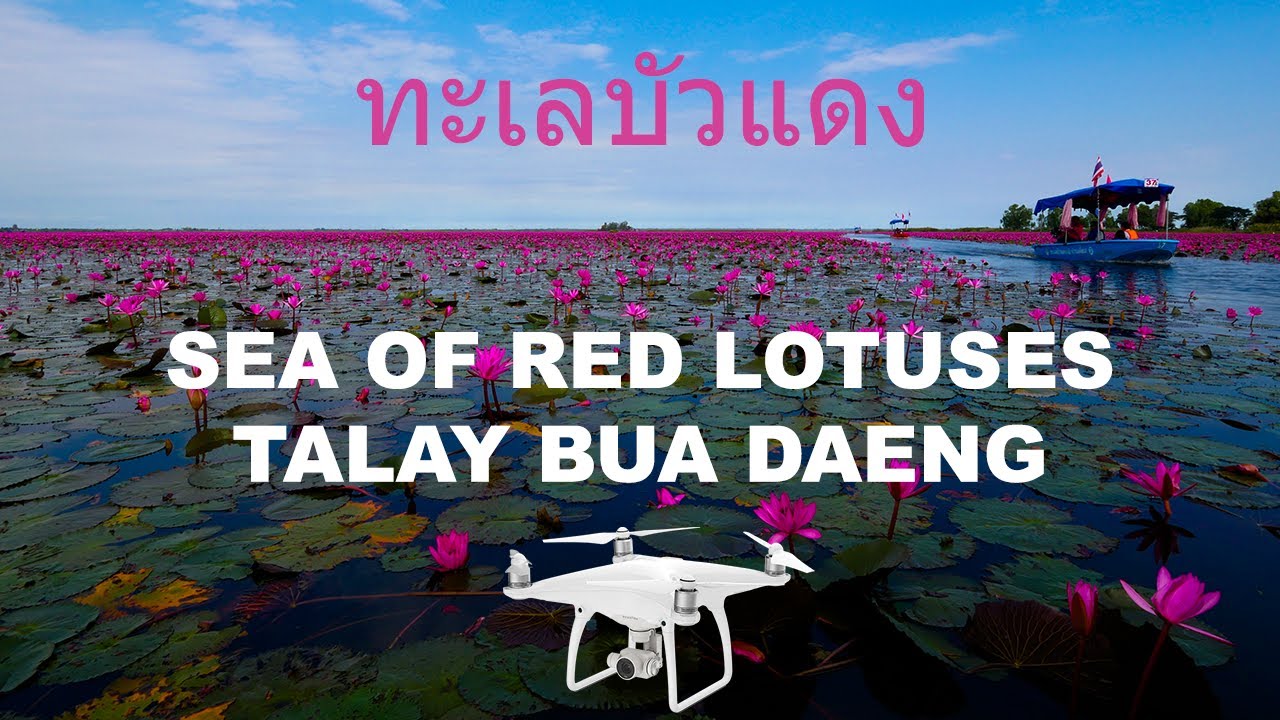 The Amazing Sea of Red Lotuses - Talay Bua Daeng - ทะเลบัวแดง - Udon ...