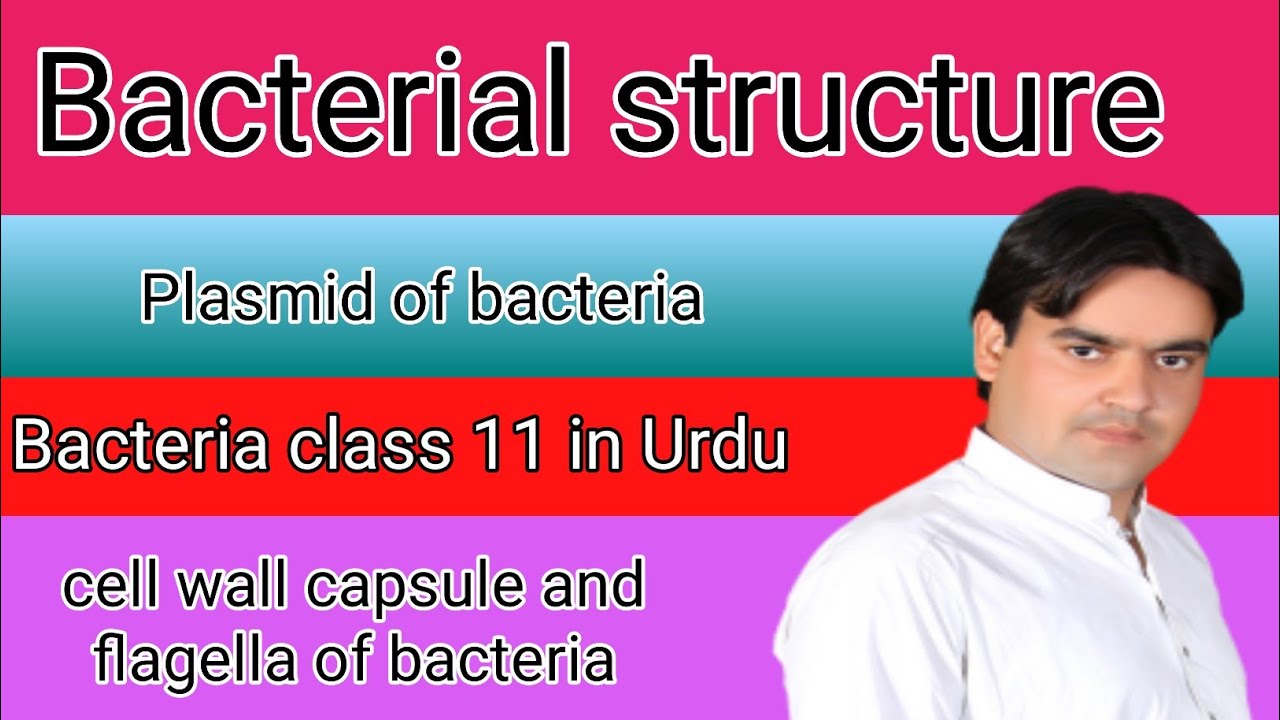 structure of bacterial cell | class 11 | Dr Mushtaq - YouTube