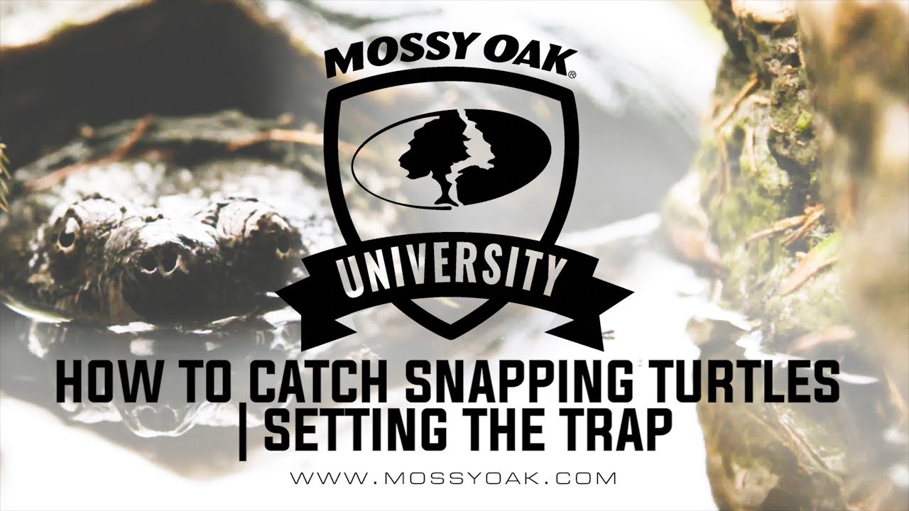 How To Catch Snapping Turtles | Setting The Trap - YouTube