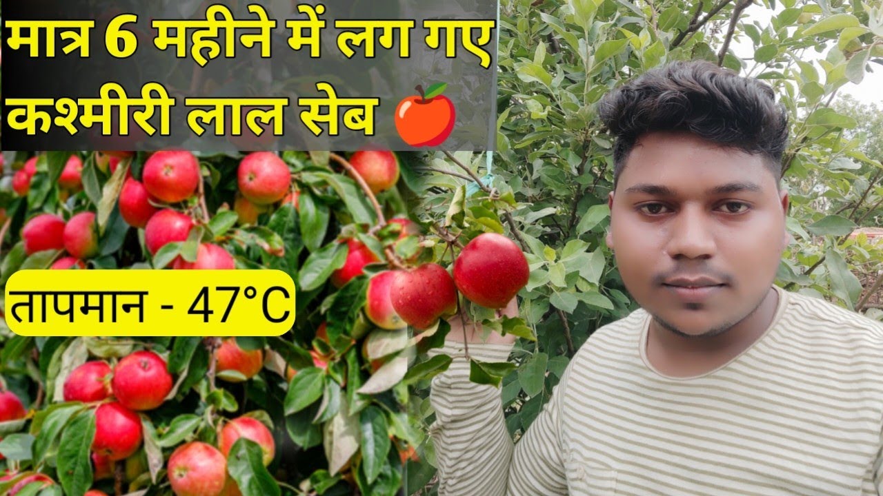 झारखण्ड की तपती धरती में करें सेब की खेती होगा लाखों में मुनाफा ll ...