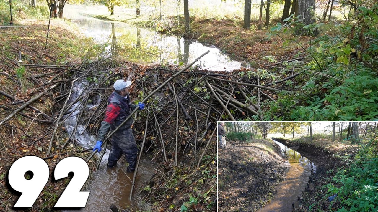 How To Remove The Entire Two Meter High Beaver Dam (6.5 Feet) - Manual ...
