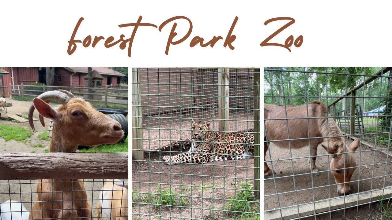 We went to the Zoo at Forest Park in Springfield Massachusetts 🤎 - YouTube