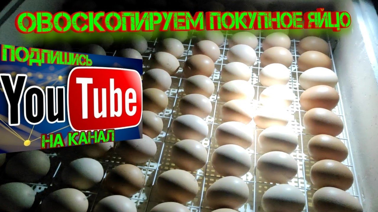 Овоскопируем покупное яйцо. - YouTube