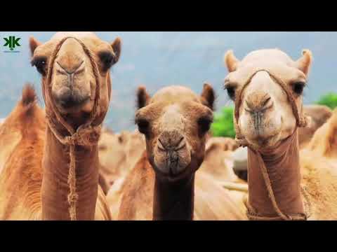 🐫 Develer susuzlukla nasıl baş eder?