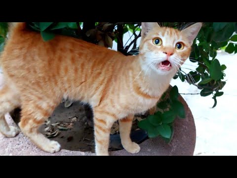Adorable cute ginger cat meowing loudly because so hungry. #cutecats # ...